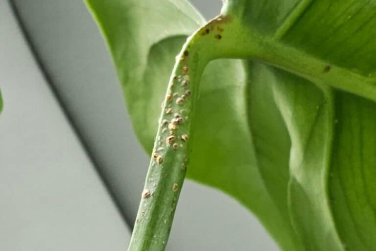 Scale Insects on Houseplants: How to Spot, Treat, and Prevent These ...